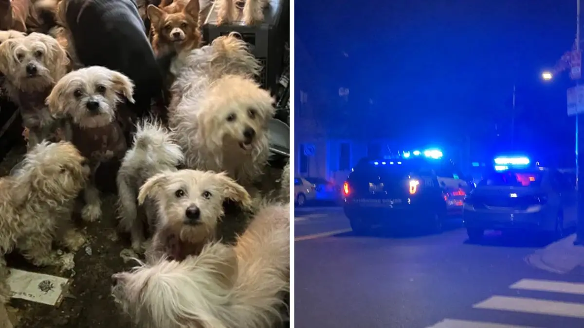 38 Dogs and 7 Ferrets Found in Deplorable Conditions Inside Ohio Home ...